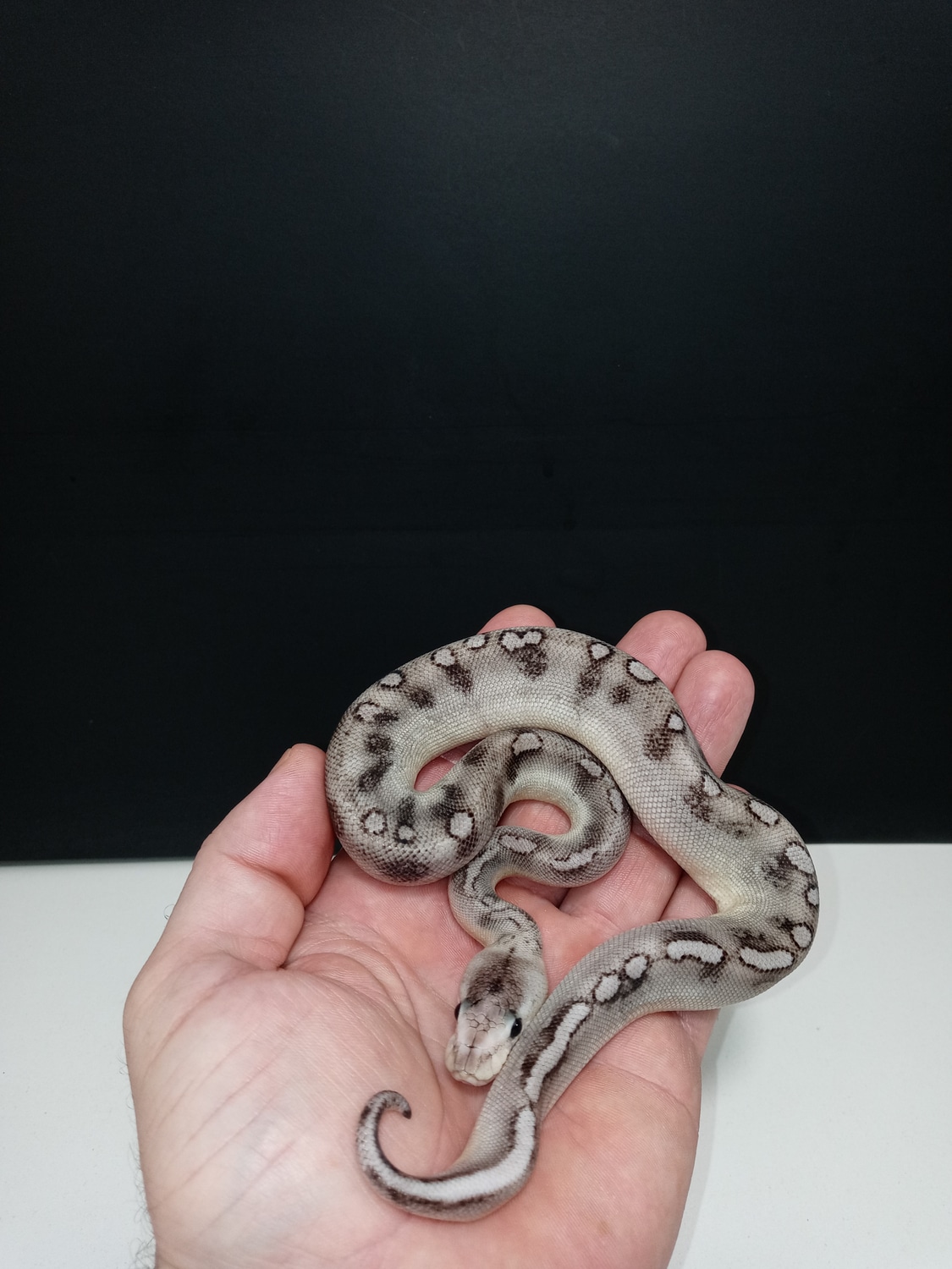 Vpi Axanthic Champagne Het Clown Het Albino Ball Python by J&Ks VPI ...