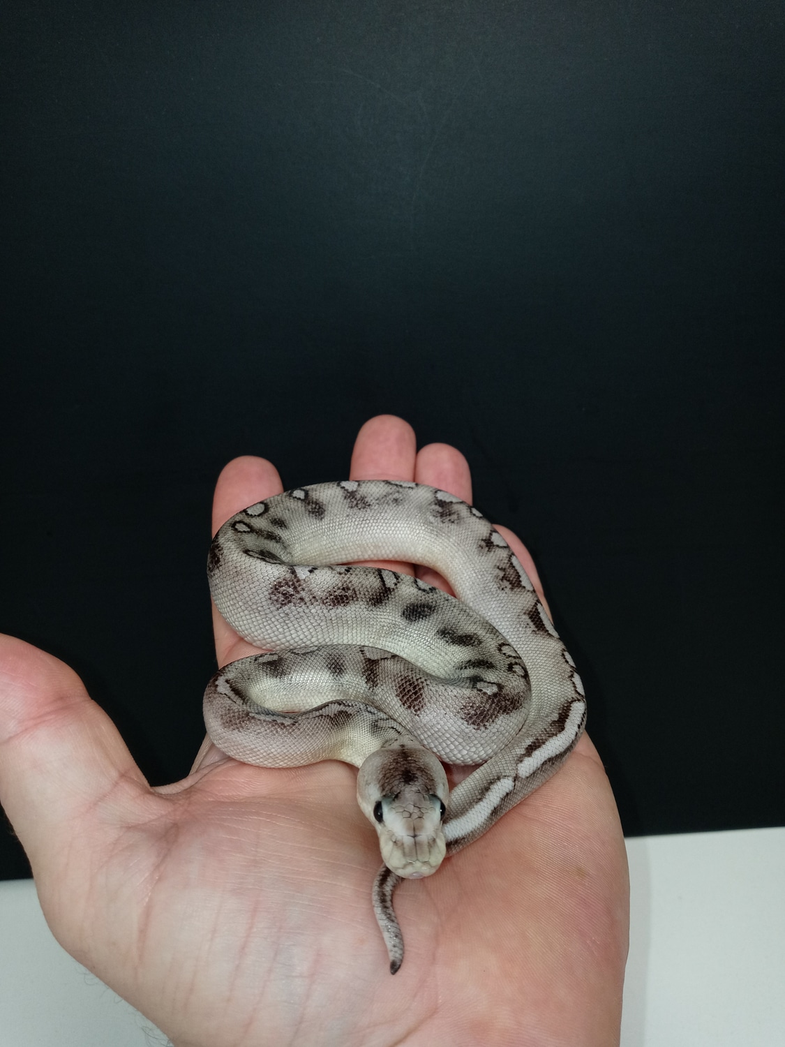 Vpi Axanthic Champagne Het Clown Het Albino Ball Python by J&Ks VPI ...