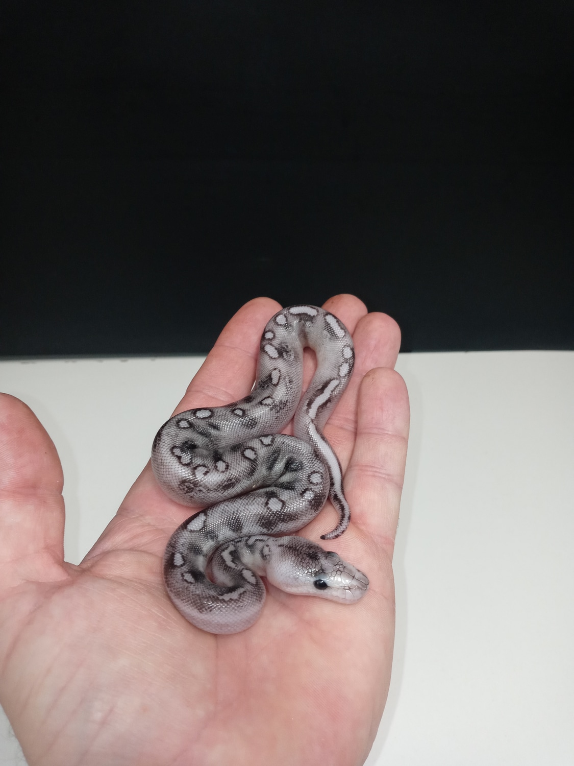 Vpi Axanthic Champagne Het Clown Het Albino Ball Python by J&Ks VPI axanthics - MorphMarket