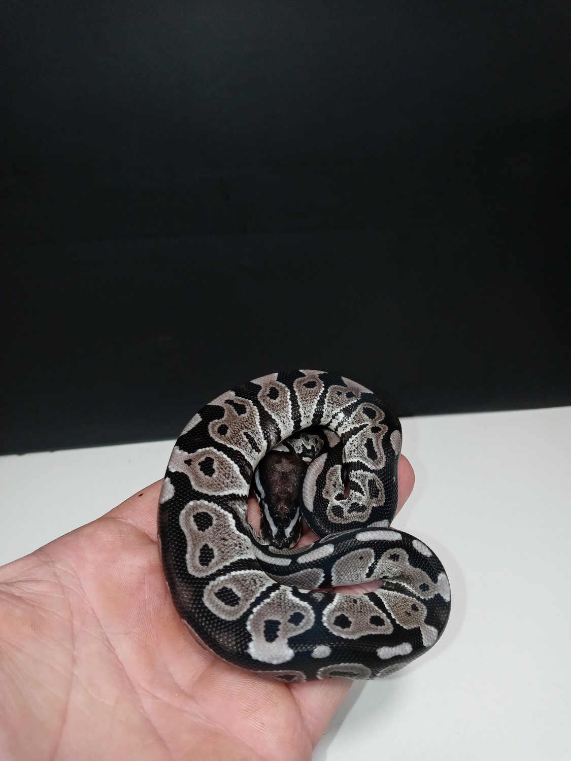 Vpi Axanthic Het Clown Ball Python by J&Ks VPI axanthics - MorphMarket