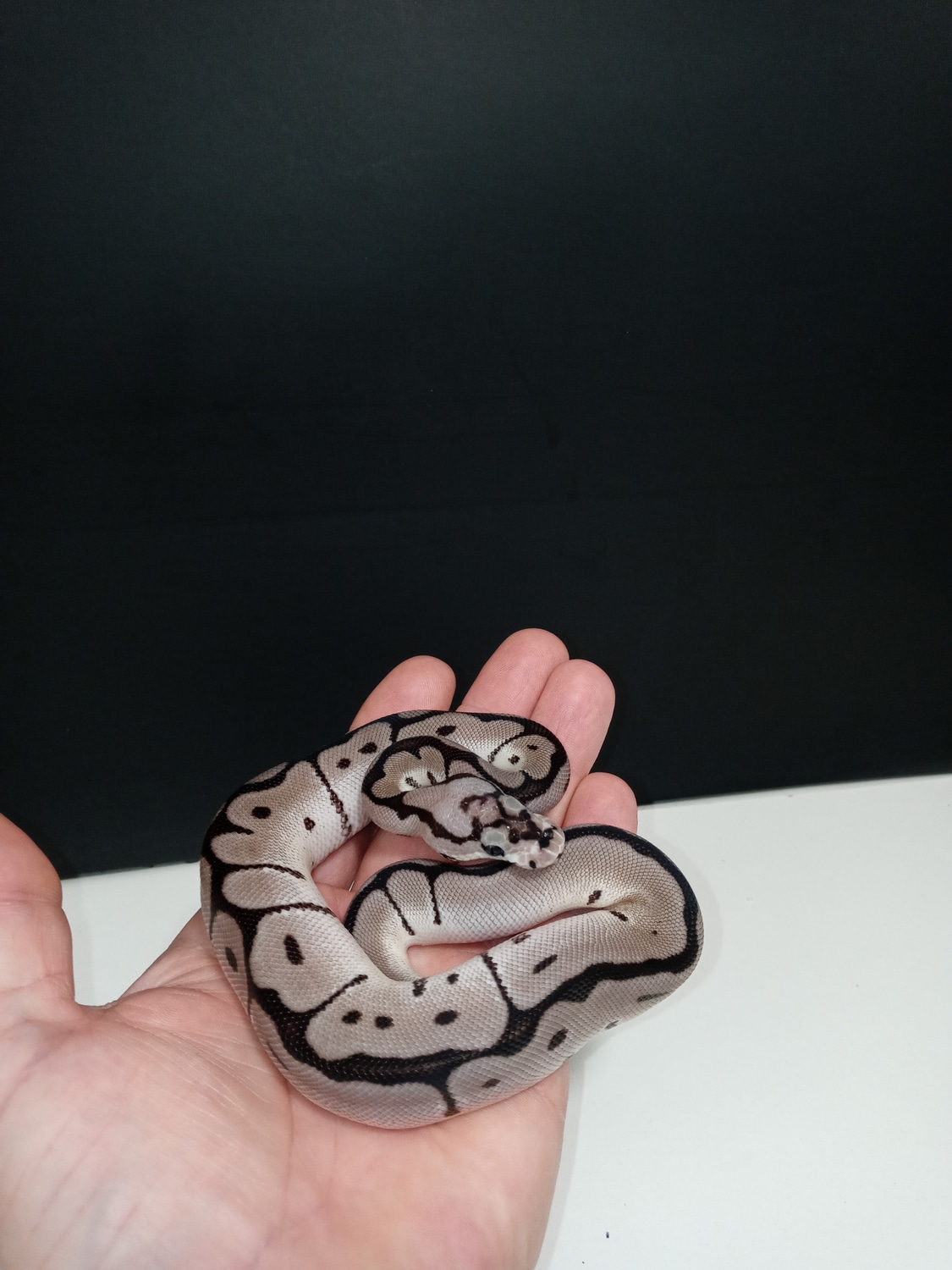 Vpi Axanthic Spider Clown Ball Python by J&Ks VPI axanthics - MorphMarket