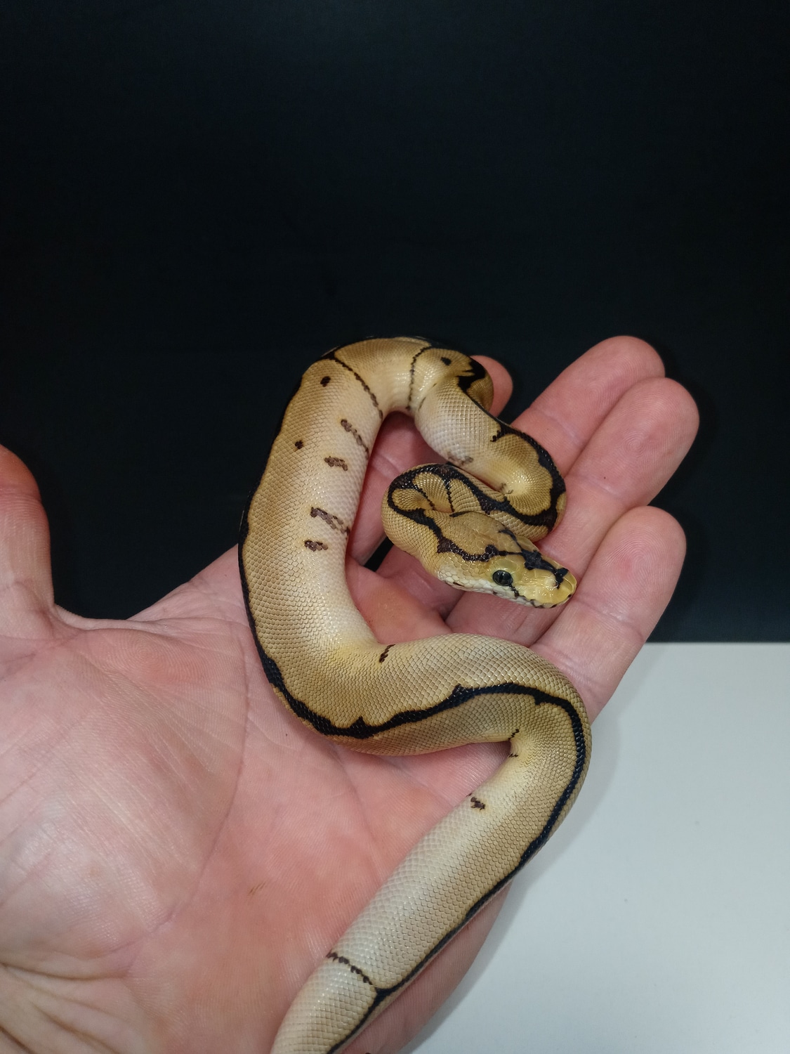 Spider Clown Het Vpi Axanthic Ball Python by J&Ks VPI axanthics ...