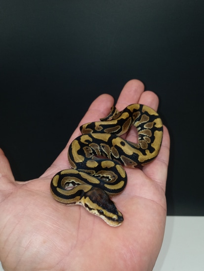 Puzzle %66 Het Vpi Axanthic Ball Python by J&Ks VPI axanthics