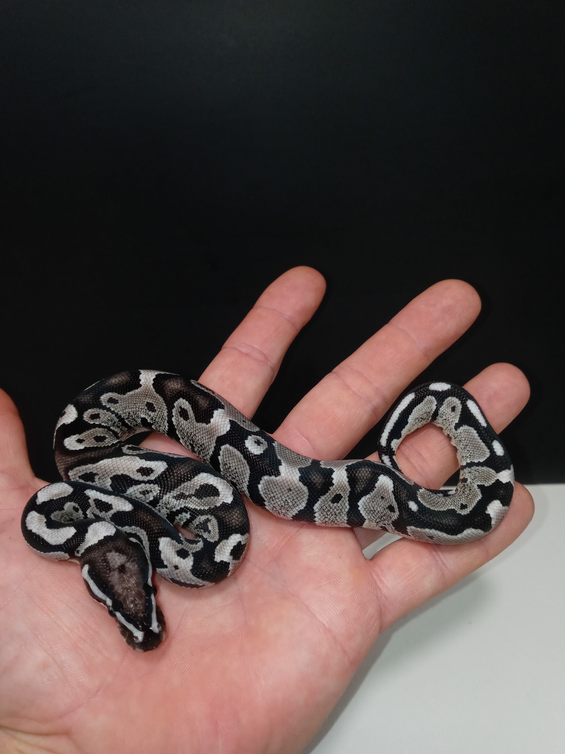 Vpi Axanthic Fire Ball Python by J&Ks VPI axanthics - MorphMarket