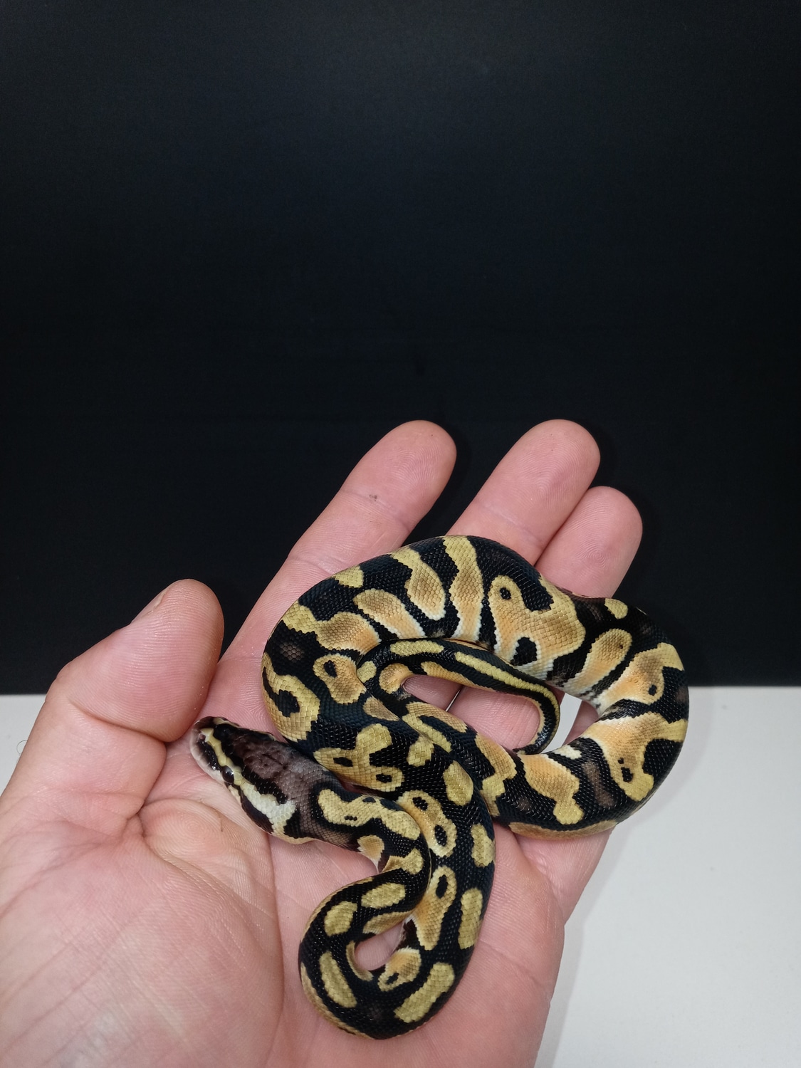 Pastel Orange Dream Het Vpi Axanthic Het Clown Ball Python by J&Ks VPI ...