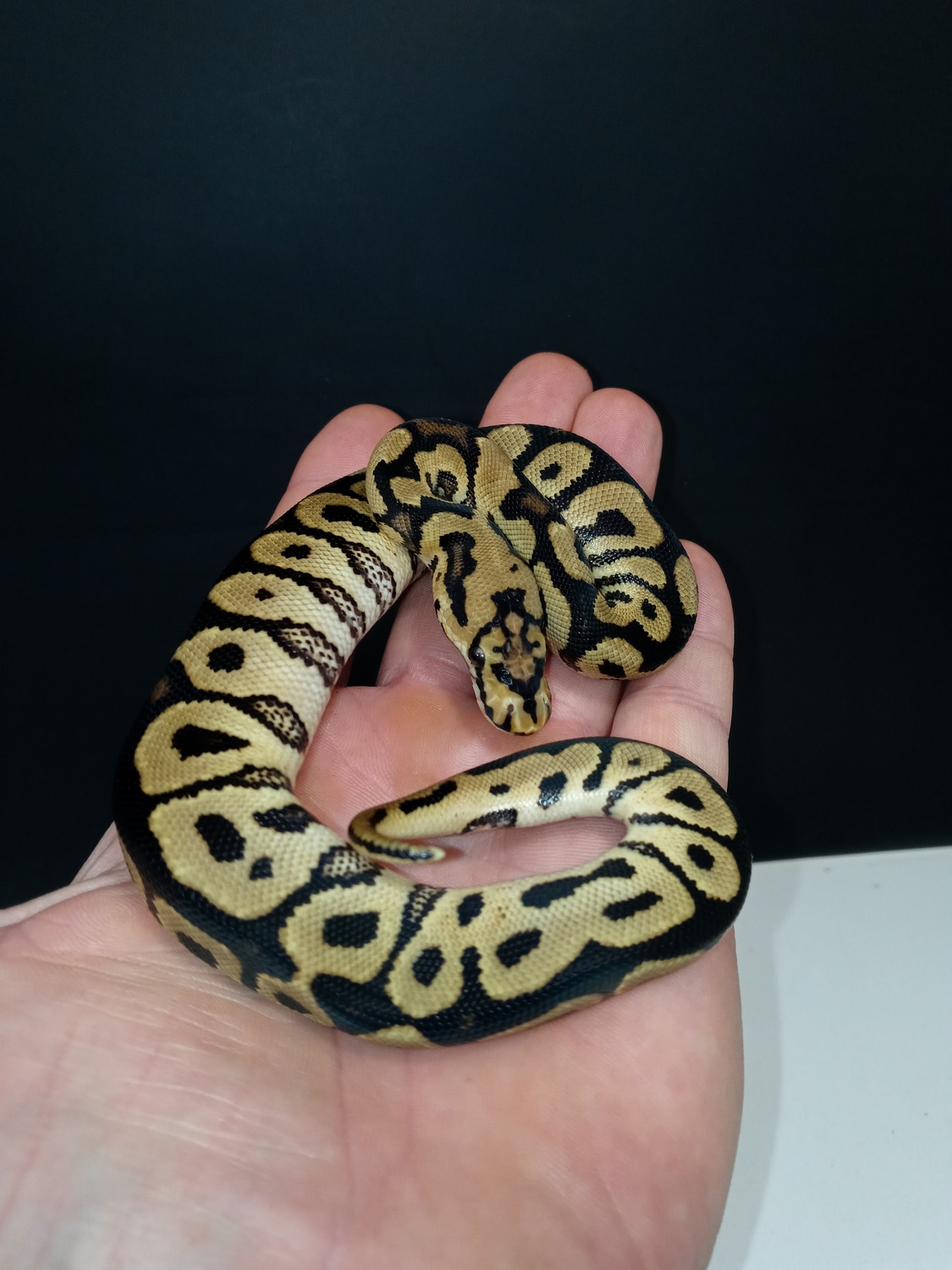 Spotnose Clown Het Vpi Axanthic Ball Python by J&Ks VPI axanthics ...
