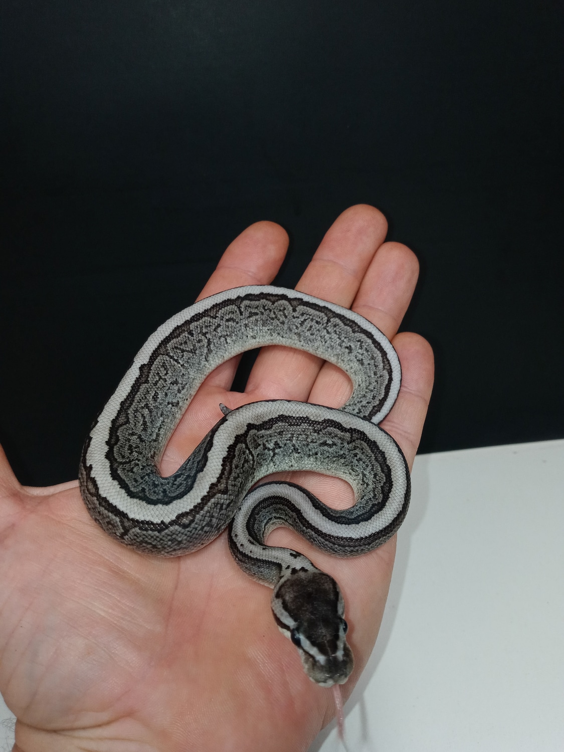 Vpi Axanthic Jigsaw Ball Python by J&Ks VPI axanthics - MorphMarket