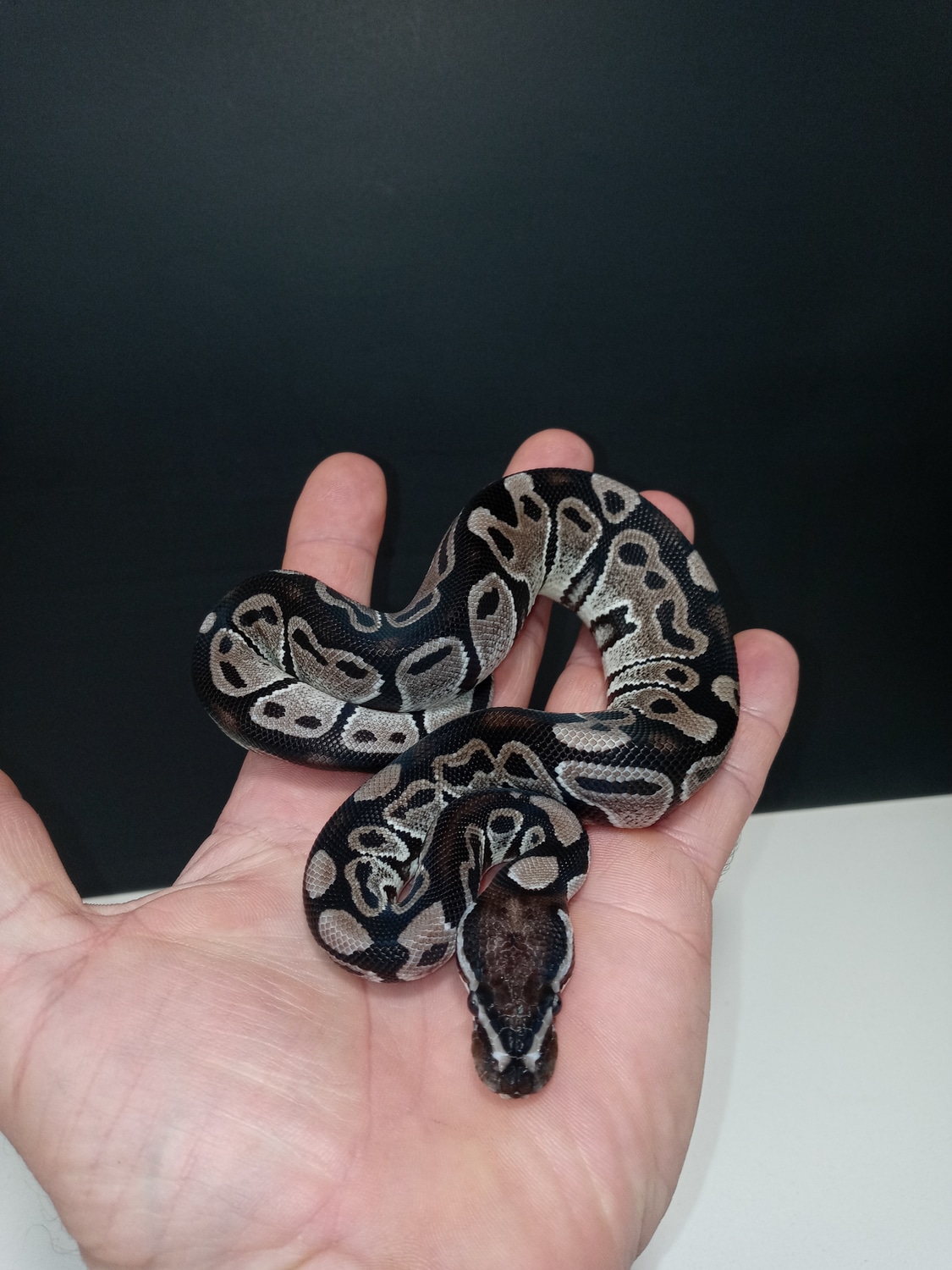 Vpi Axanthic Het Clown Ball Python by J&Ks VPI axanthics - MorphMarket