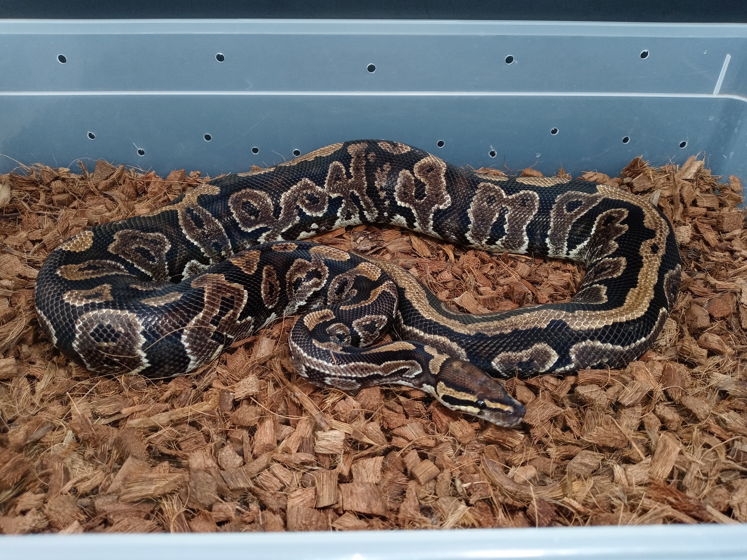Sapphire Ball Python by J&Ks VPI axanthics - MorphMarket