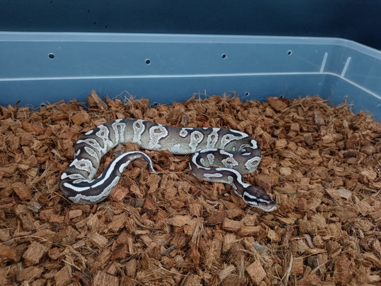 Vpi Axanthic Mojave Fire Ball Python by J&Ks VPI axanthics