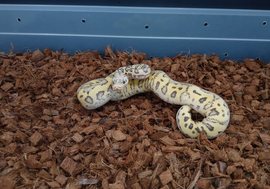 Super Pastel Spotnose Clown Het Vpi Axanthic Ball Python by J&Ks VPI ...