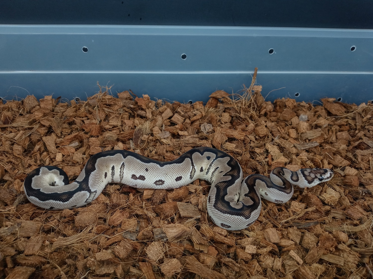 Vpi Axanthic Clown Ball Python by J&Ks VPI axanthics - MorphMarket