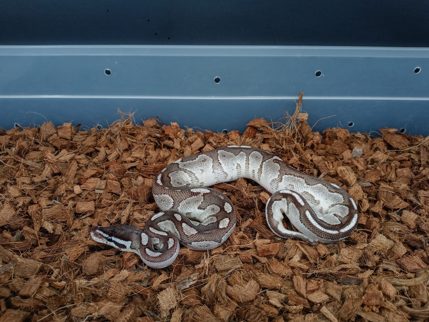 Vpi Axanthic Enchi Fire Bongo Ball Python by J&Ks VPI axanthics ...