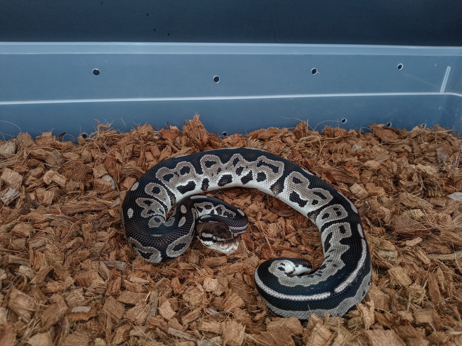 Vpi Axanthic Leopard Bongo Ball Python by J&Ks VPI axanthics - MorphMarket