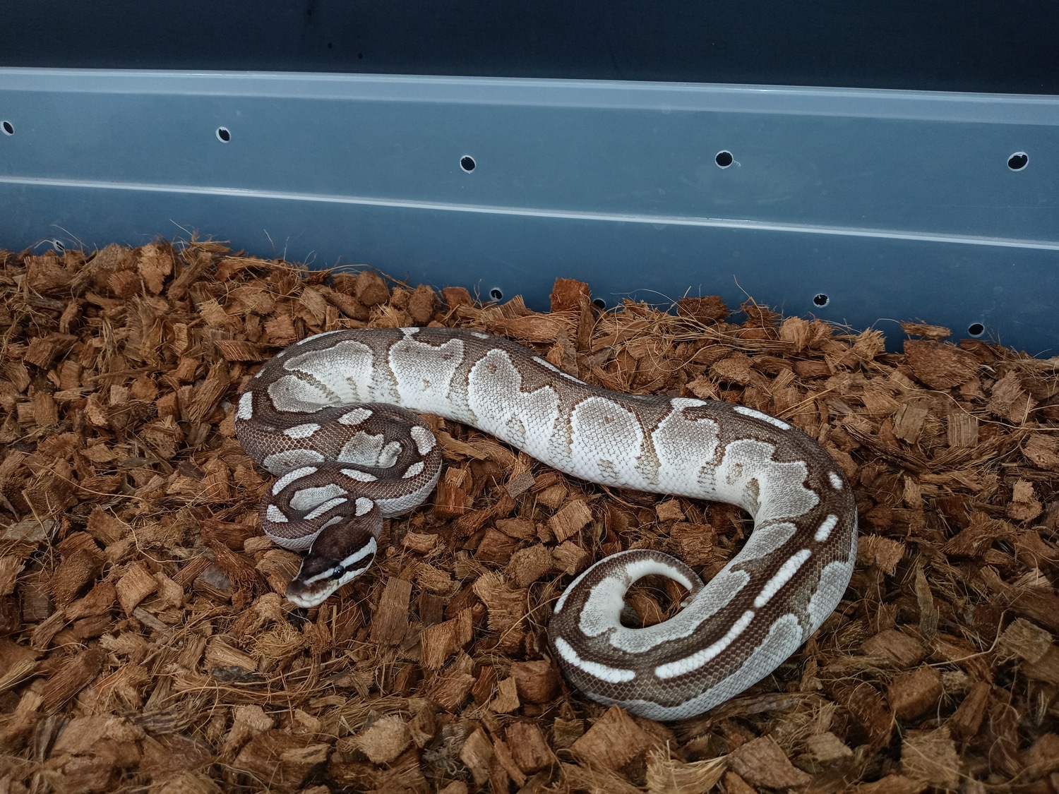 Vpi Axanthic Bongo Enchi Fire Ball Python by J&Ks VPI axanthics ...