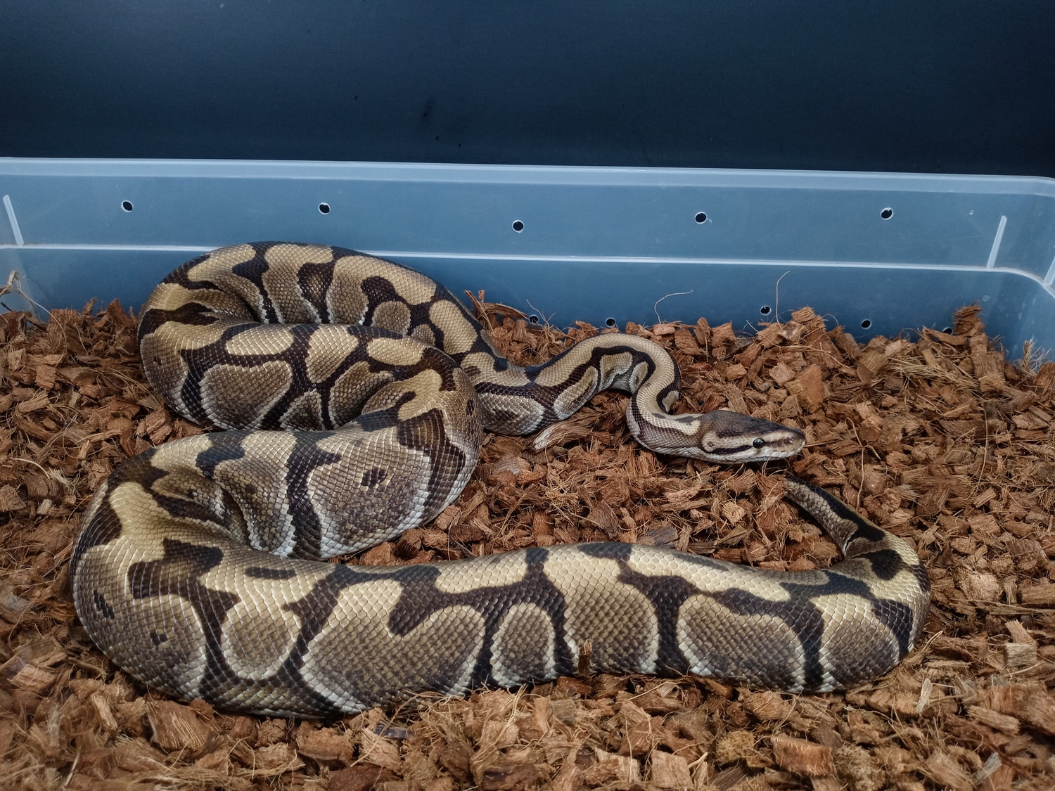 Hidden Gene Woma Het Vpi Axanthic Ball Python by J&Ks VPI axanthics ...