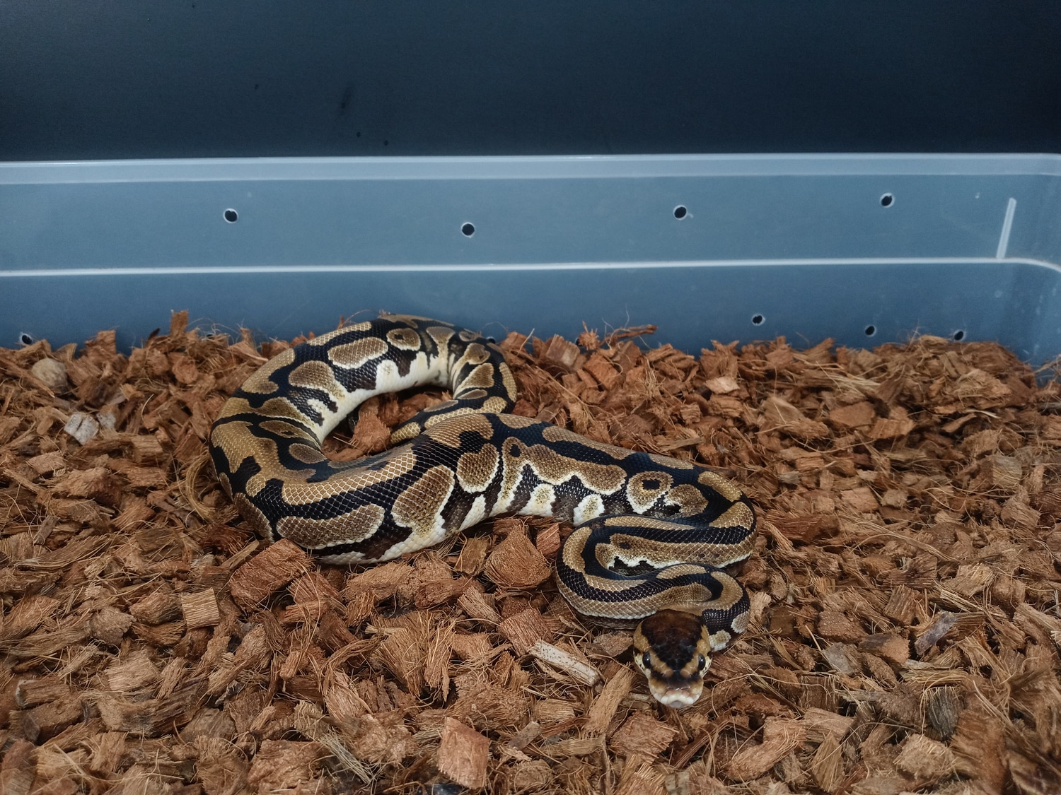 Puzzle %66 Het Vpi Axanthic Ball Python by J&Ks VPI axanthics - MorphMarket