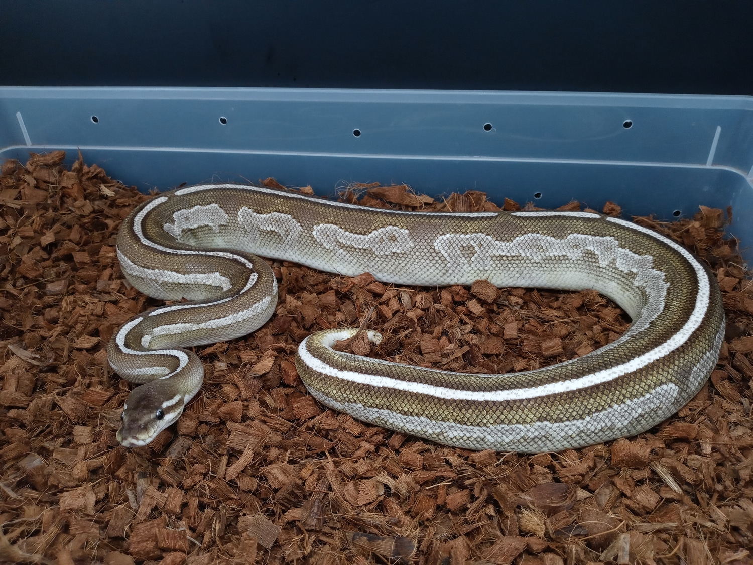 Vpi Axanthic Bongo Mojave Fire Ball Python by J&Ks VPI axanthics - MorphMarket