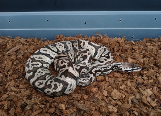 Vpi Axanthic Super Pastel Static Ball Python by J&Ks VPI axanthics