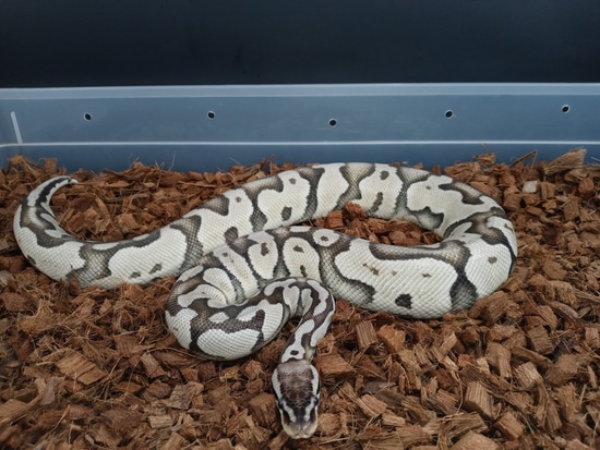 Vpi Axanthic Pastel %100 Het Puzzle Ball Python by J&Ks VPI axanthics