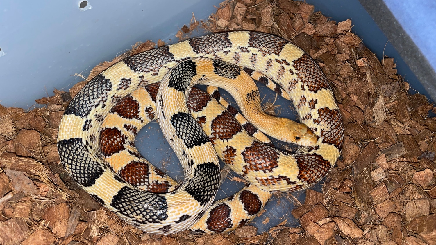 Mexican Pine Snake (P.d, Jani) by 9th Isle Reptiles - MorphMarket