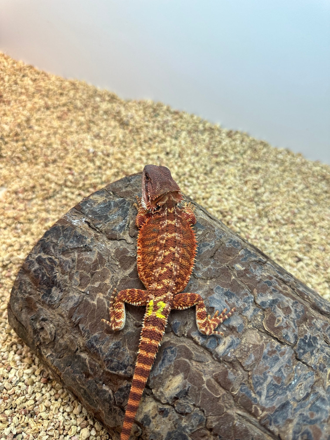 3/4 Red Monster Central Bearded Dragon by Alpha Exotics - MorphMarket