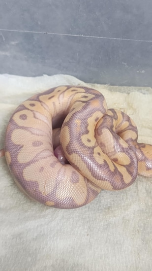 Banana Raven Clown Ball Python by BossMorphs