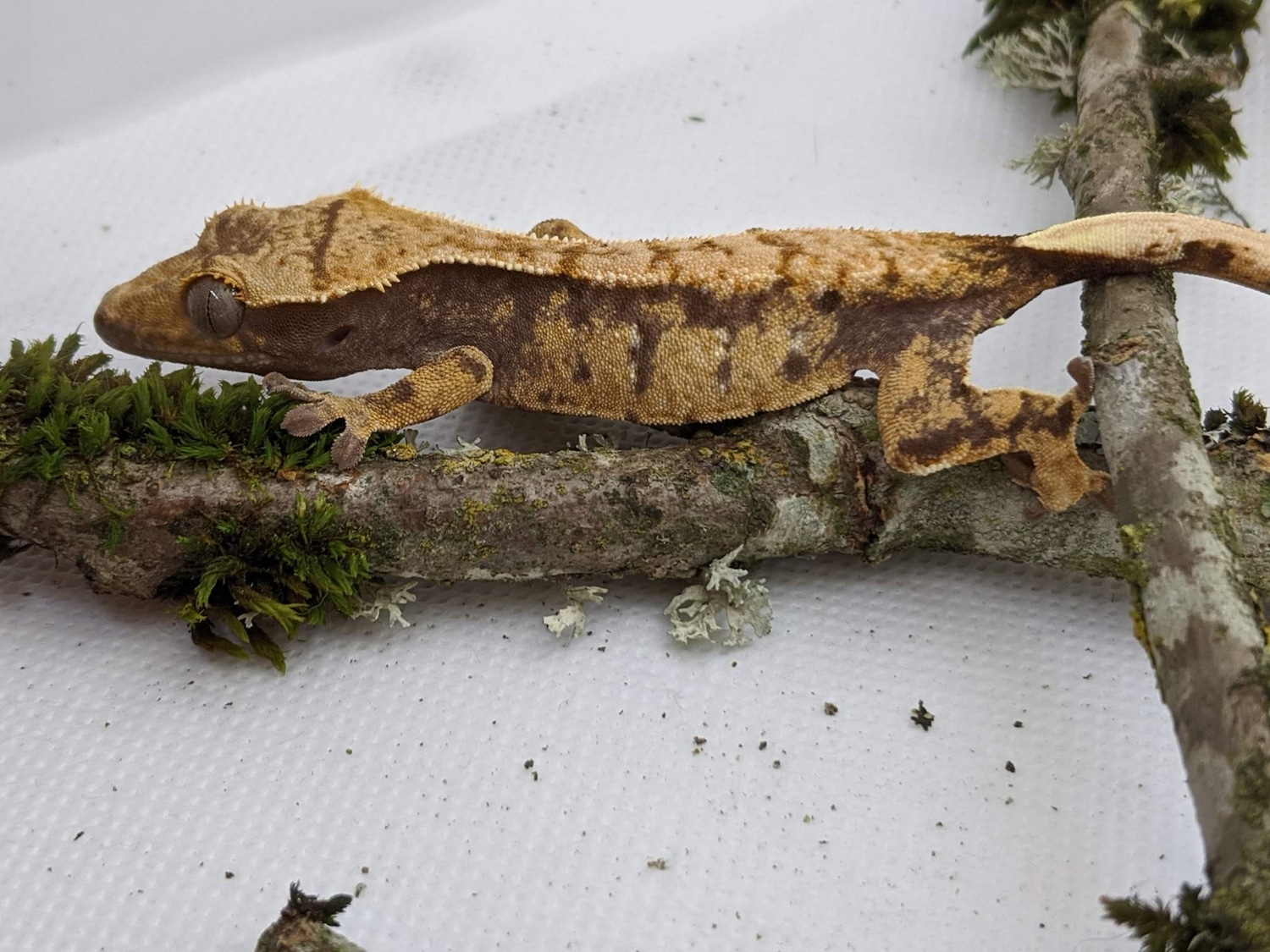 No Pores Seen Crested Gecko by Dragon Tree Geckos (DTG) - MorphMarket