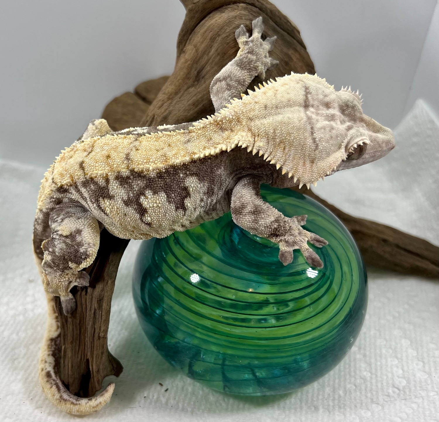 Laurlin Proven Breeder Crested Gecko by Dragon Tree Geckos (DTG ...