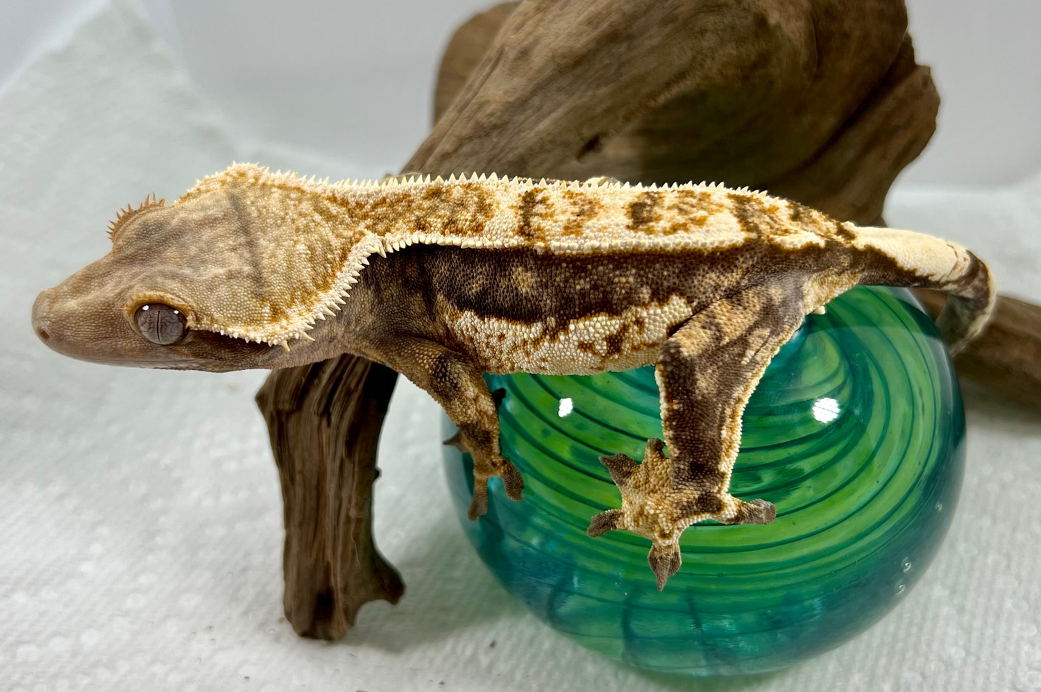 Tricolor Female Crested Gecko by Dragon Tree Geckos (DTG) - MorphMarket