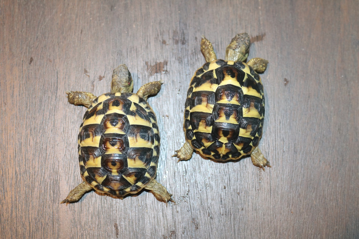 Wholesale Western Hermann's Tortoise by Alvarez Exotics - MorphMarket