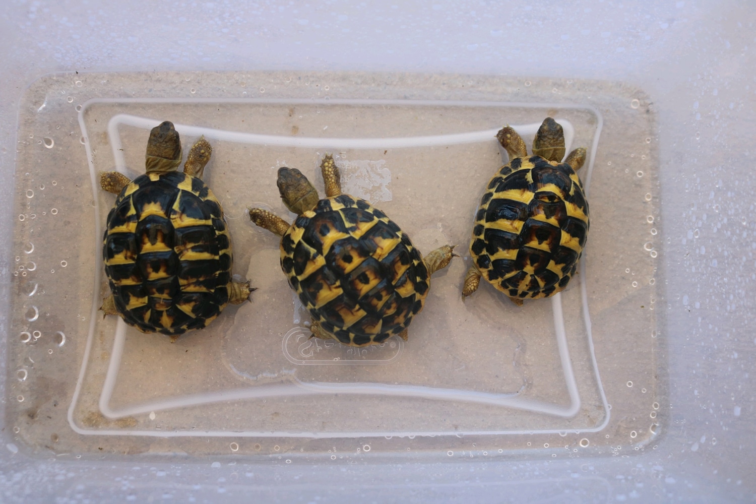 Western Hermann's Tortoise by Alvarez Exotic Wholesaler - MorphMarket