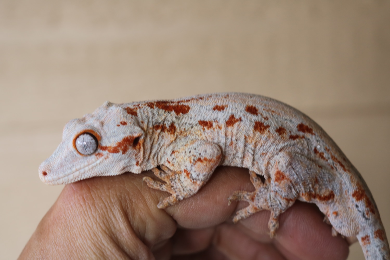 RTB Red/orange Blotch Gargoyle Gecko by Alvarez Exotics - MorphMarket