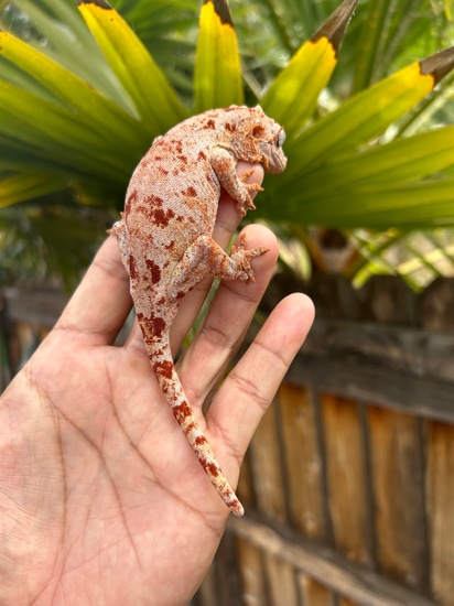 Red Super Blotch Female Gargoyle Gecko by Alvarez Exotics