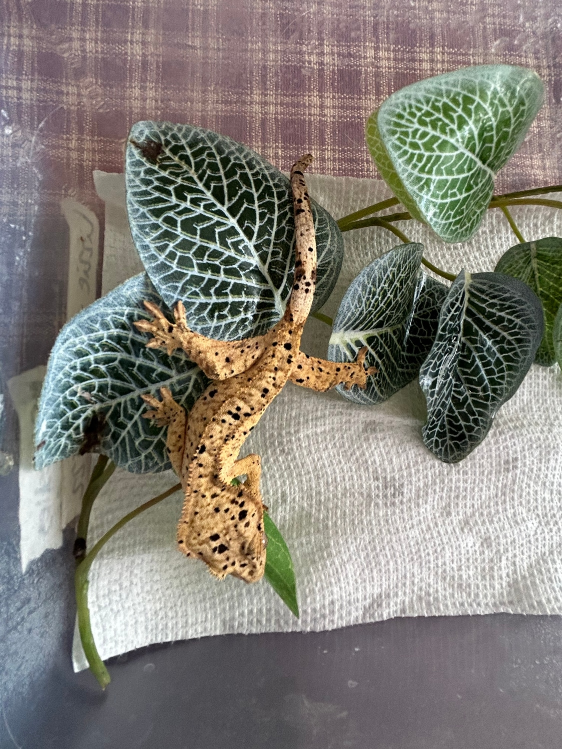 Orange Base Super Dal Female Crested Gecko by Alvarez Exotics - MorphMarket