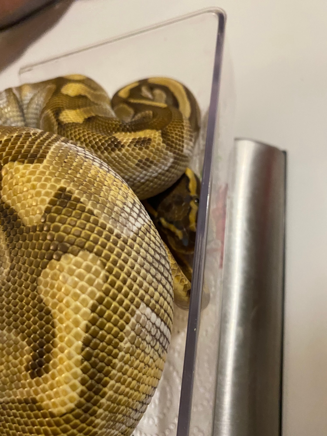 Lesser Ball Python by A and C’s Reptiles - MorphMarket