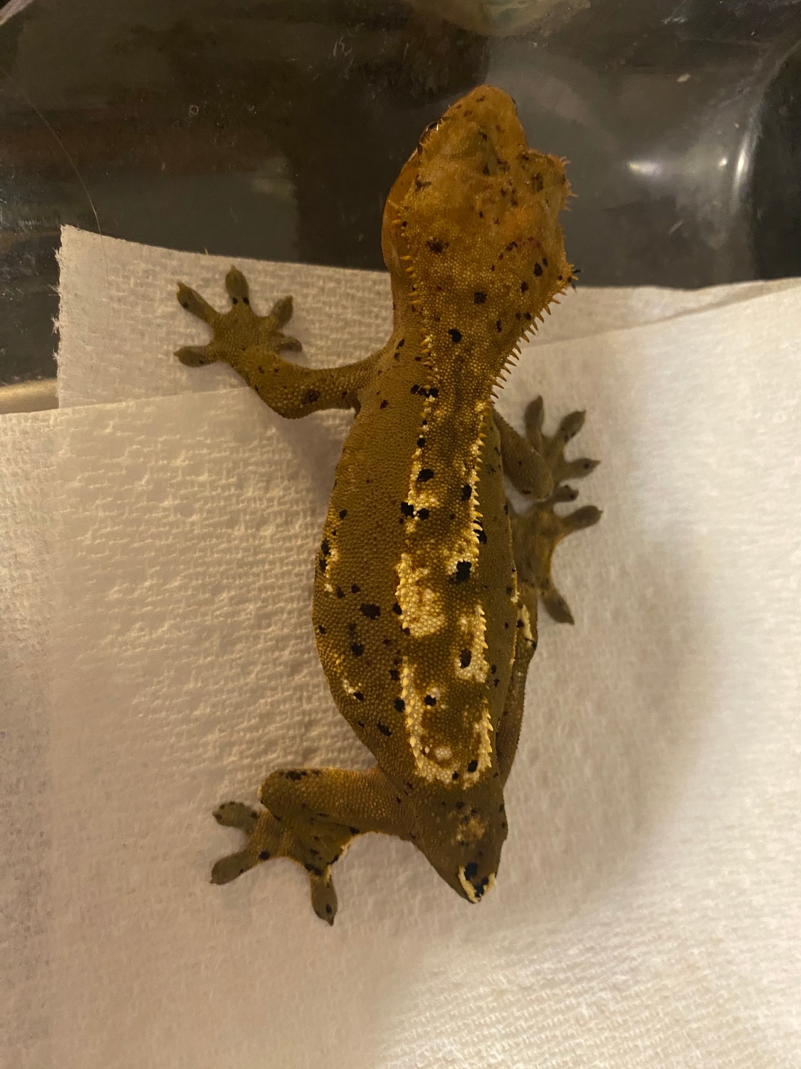 Frog Butt Super Dalmatian Harlequin Crested Gecko by A and C’s Reptiles ...