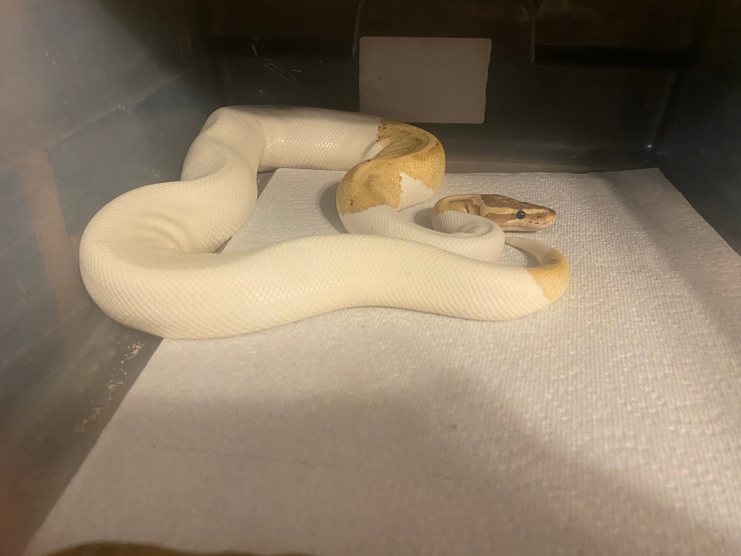 Banana Pied Ball Python by A and C’s Reptiles - MorphMarket