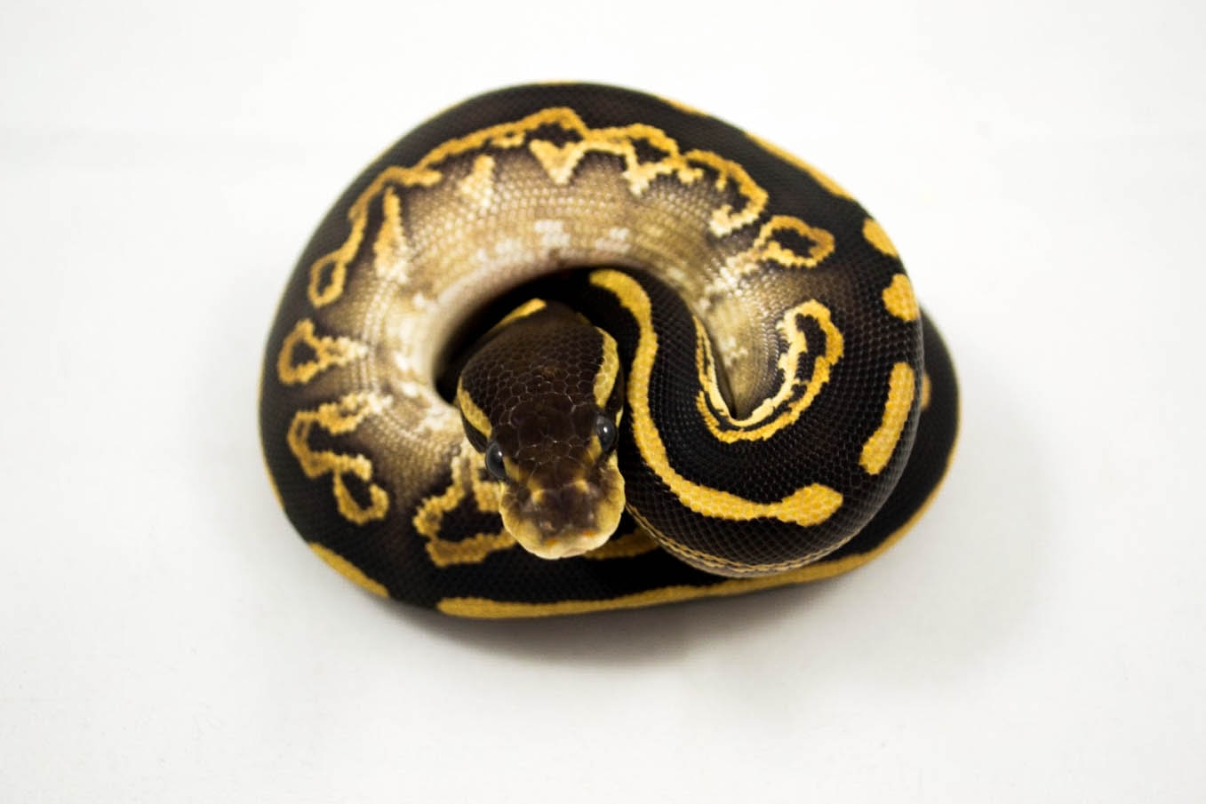 Black Pastel Mojave Possible Ringer Gene Ball Python by The Royal ...