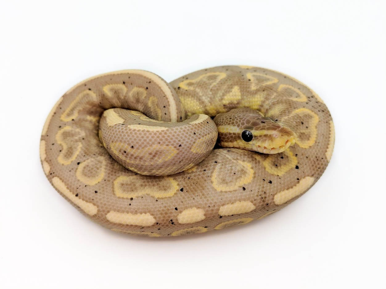Green Pastel Banana Yb Ball Python by The Royal Pythons - MorphMarket