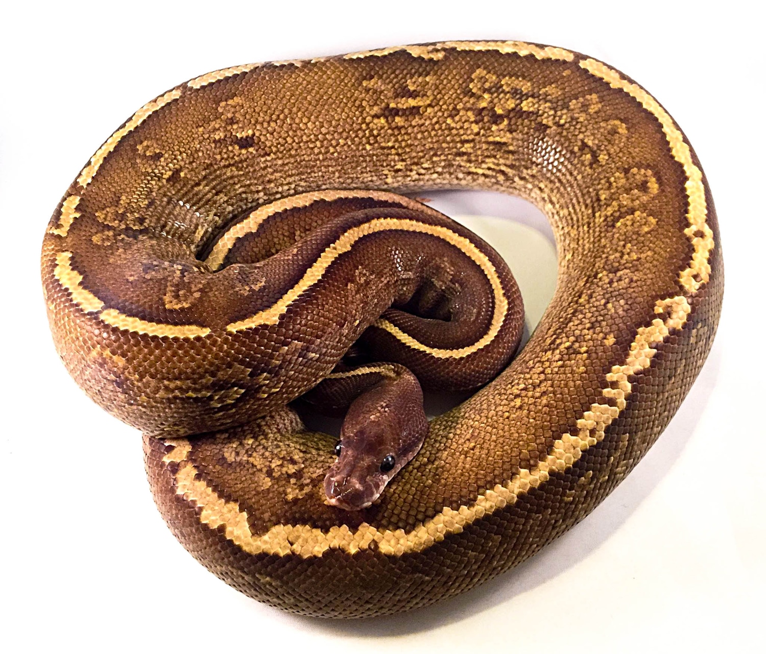 Onyx Yb Ball Python by The Royal Pythons - MorphMarket