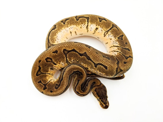 Orange Dream Calico Pinstripe Ball Python by The Royal Pythons