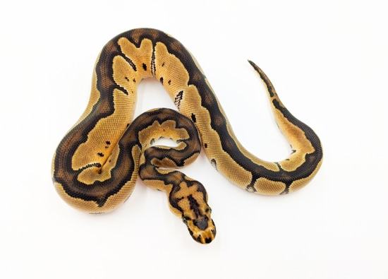 Xtreme Gene Clown Ball Python by The Royal Pythons