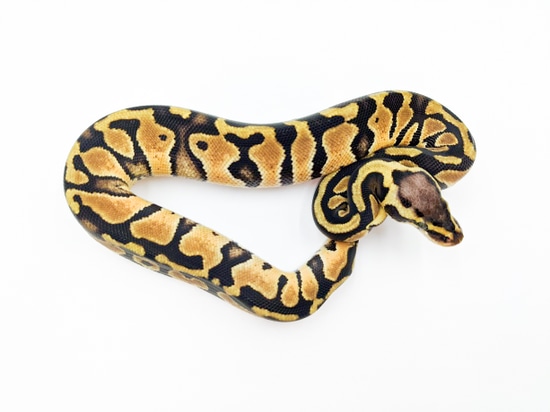 Pastel Xtreme Gene Het Clown Ball Python by The Royal Pythons
