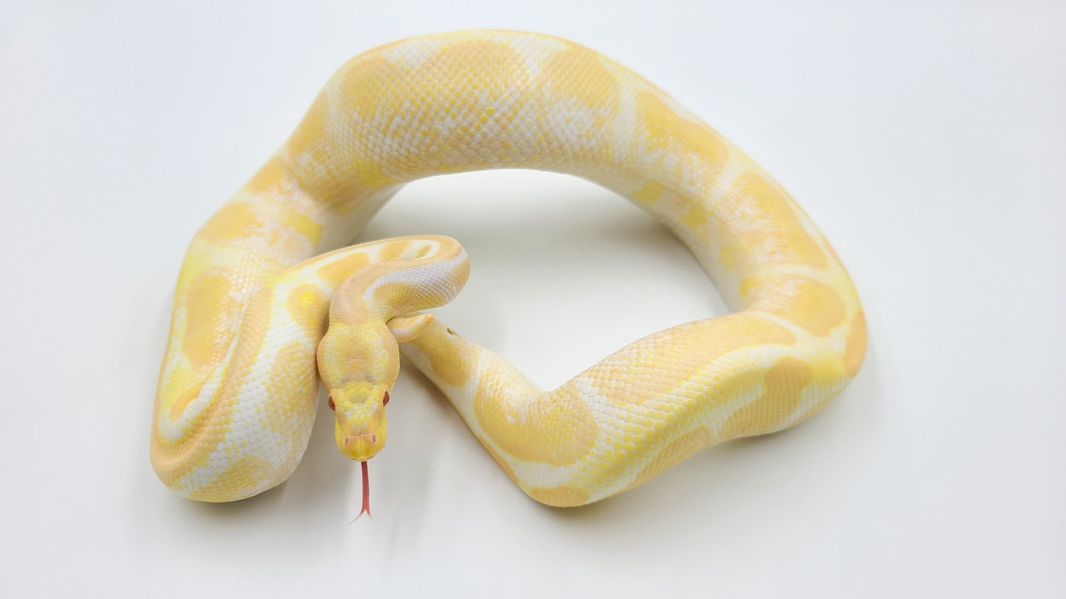 Albino Calico Ball Python by The Royal Pythons - MorphMarket