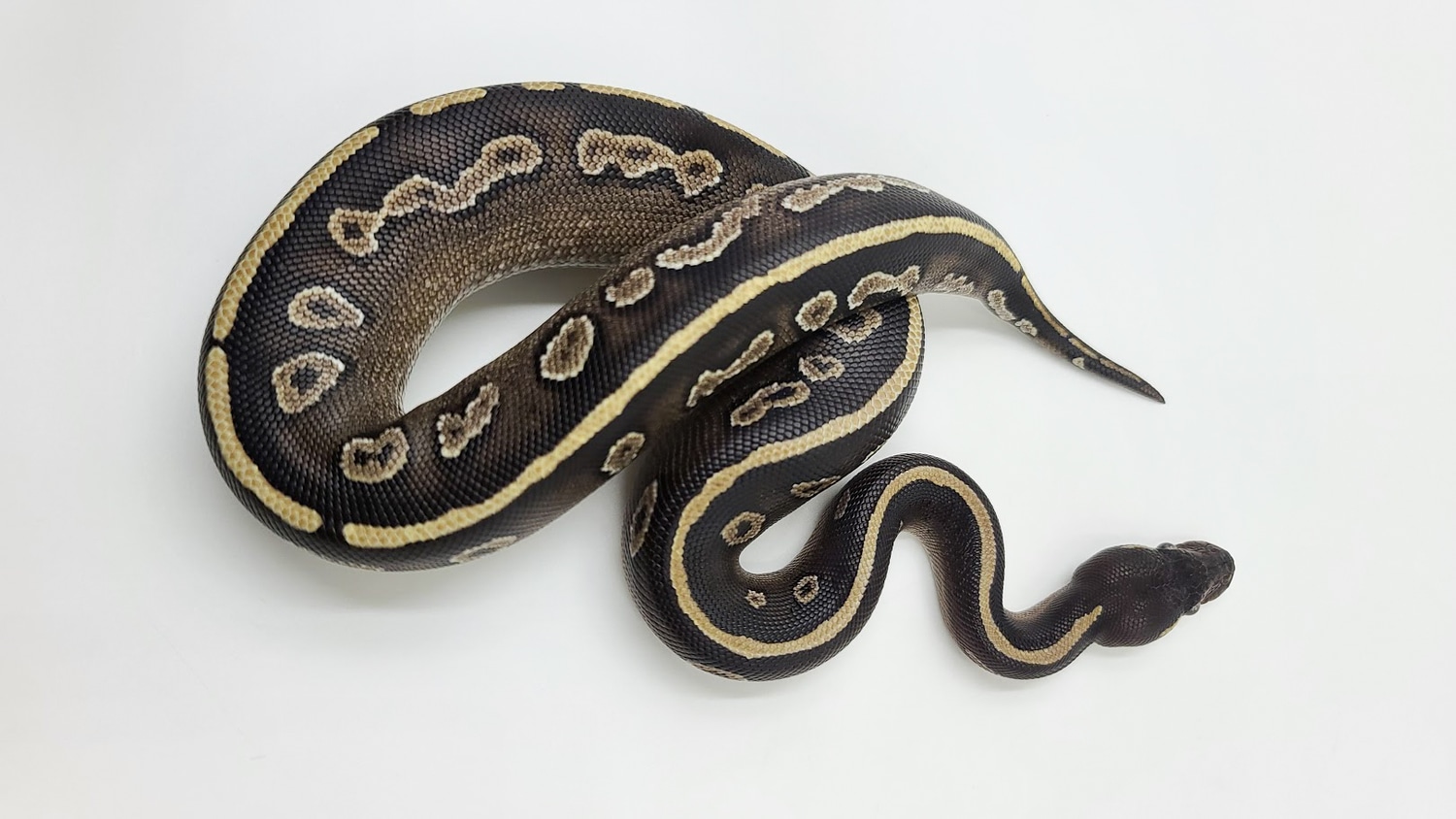 Blackhead Hydra Mojave Yb Ball Python by The Royal Pythons - MorphMarket