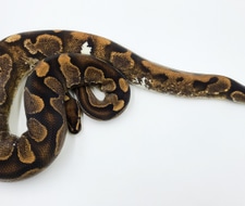Calico Ball Pythons for Sale - MorphMarket USA