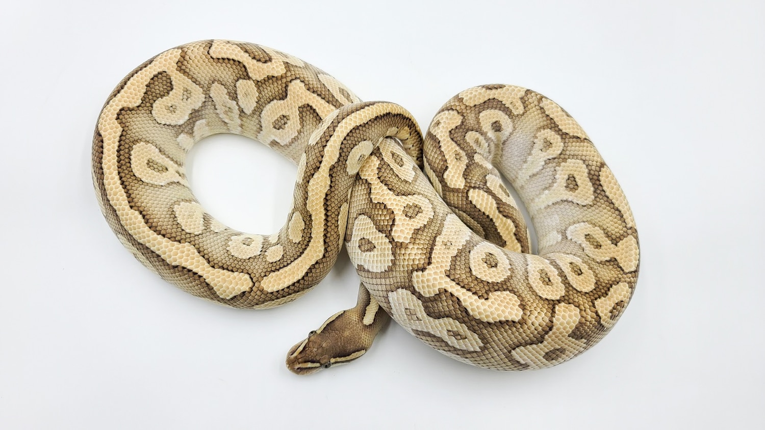 Proven Special Phantom Ball Python by The Royal Pythons - MorphMarket