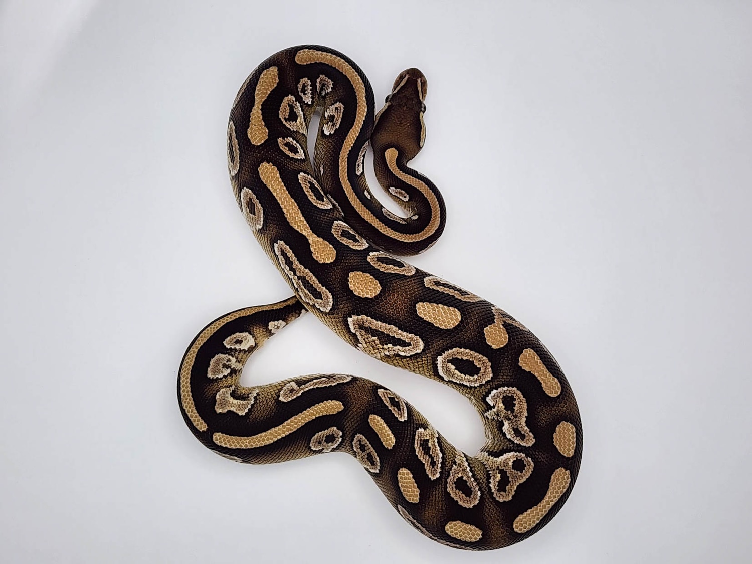Mojave Het Desert Ghost Ball Python by The Royal Pythons - MorphMarket