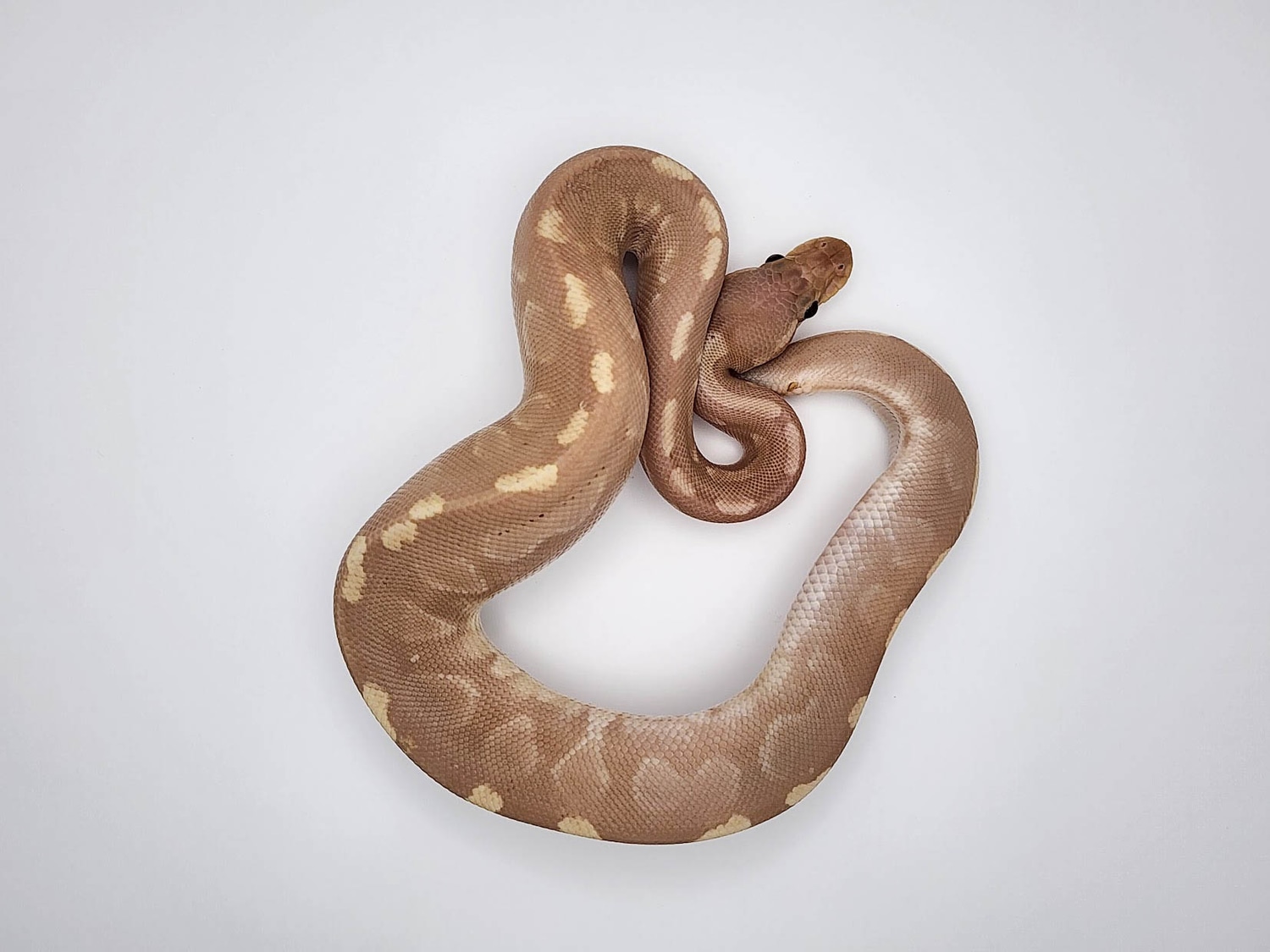 Super Banana Mahogany Ghi Ball Python by The Royal Pythons - MorphMarket